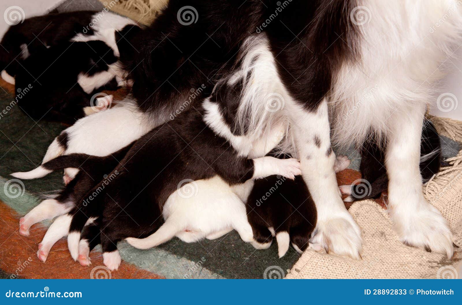 Eight Border Collie Puppies Stock Image - Image of drinking, puppy ...