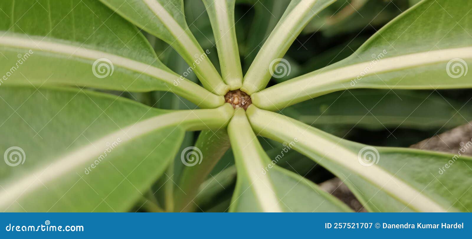 Eight Branches for the Leaves. Stock Image - Image of green, tree ...