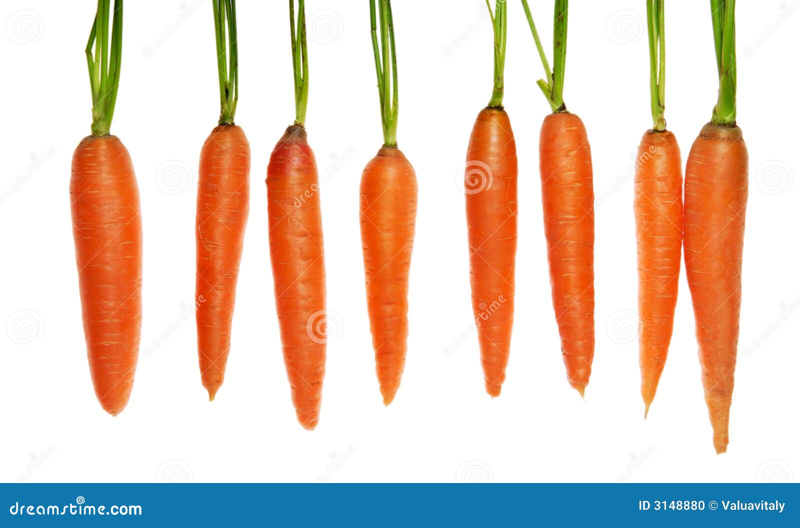 Eight carrots stock photo. Image of heap, food, eight - 3148880