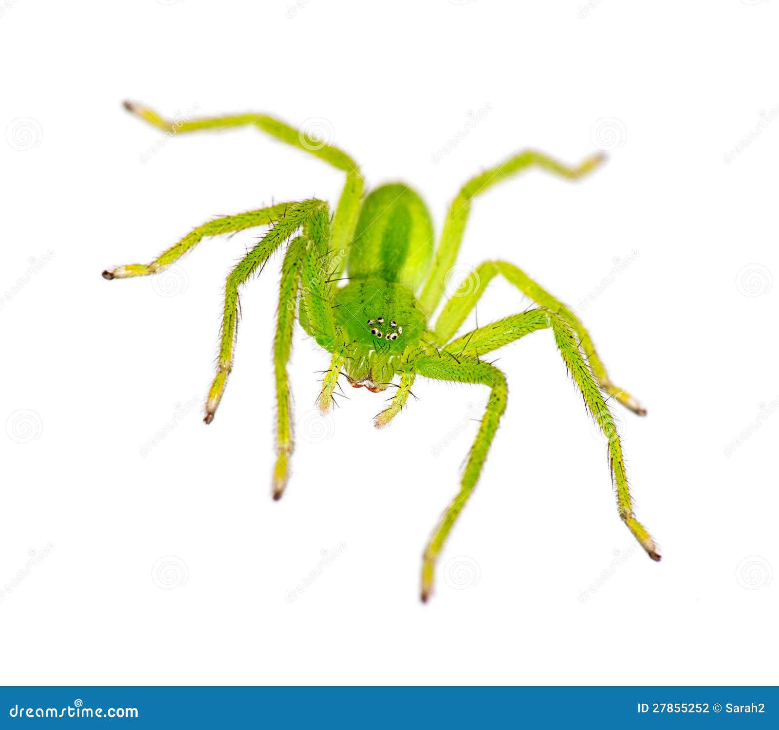 Eight Eyed,green Huntsman Spider Over White Stock Photo - Image of ...