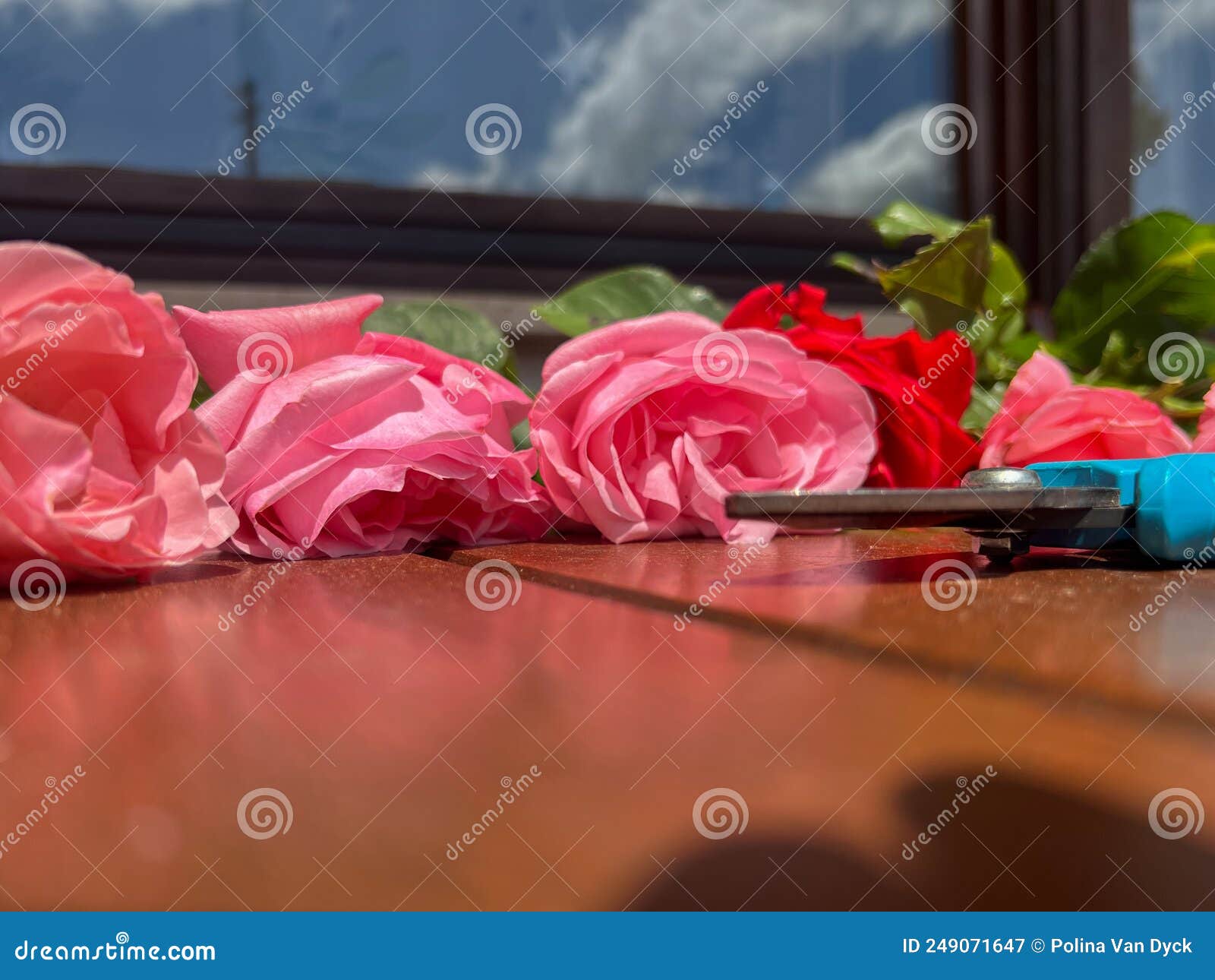 Eight Freshly Cut Pink Roses and One Red Rose are Lying on the Table ...