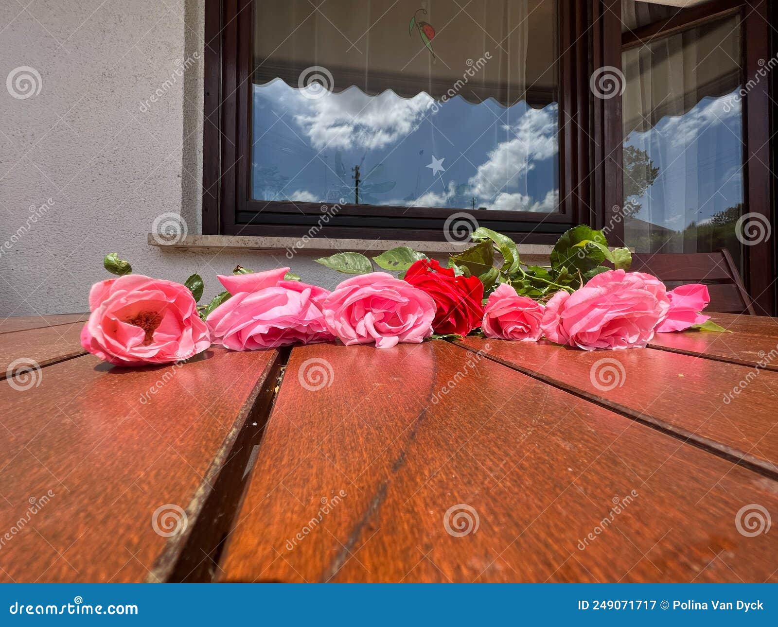 Eight Freshly Cut Pink Roses and One Red Rose are Lying on the Table ...