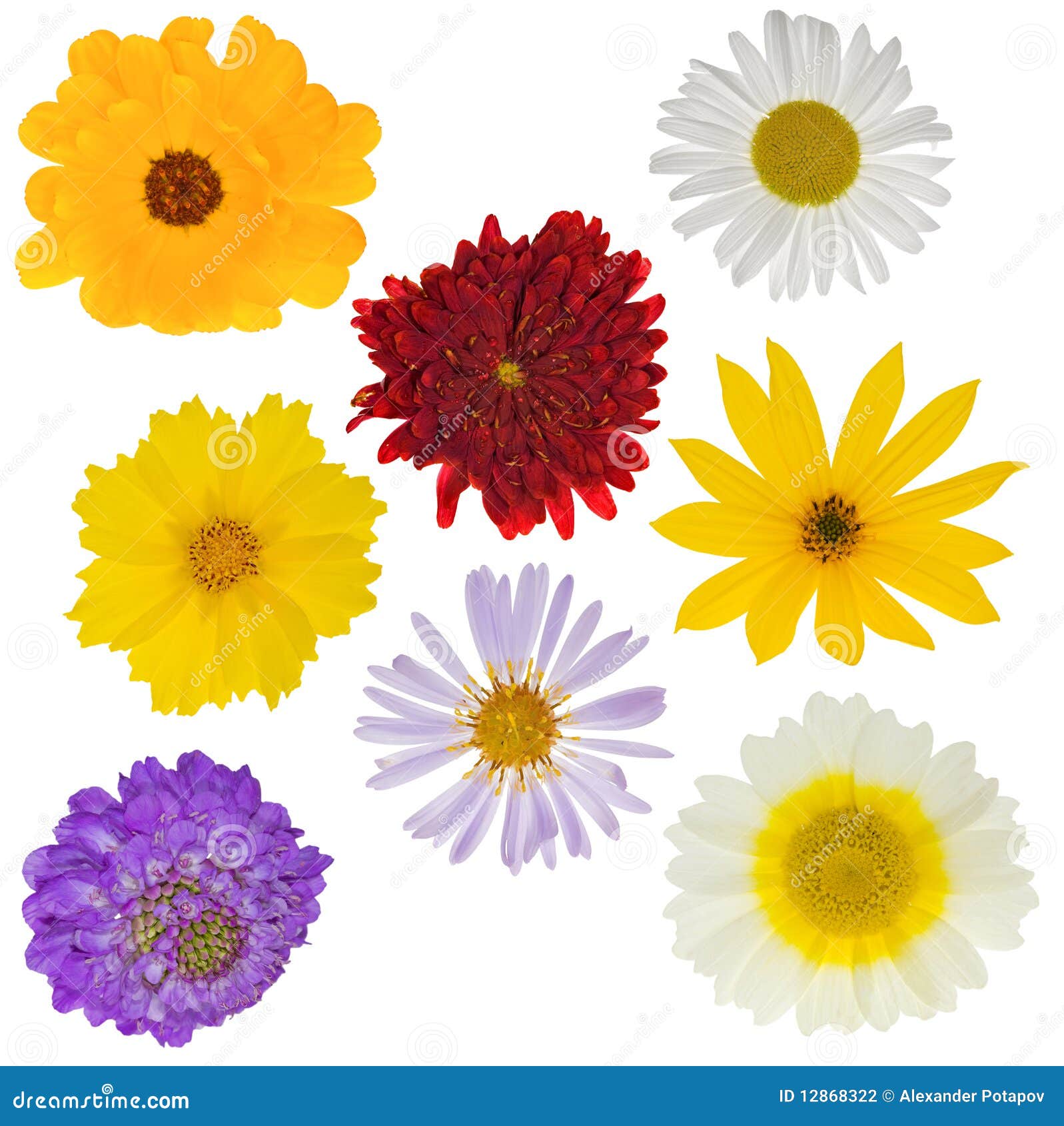 Eight garden flowers stock photo. Image of purity, herb - 12868322