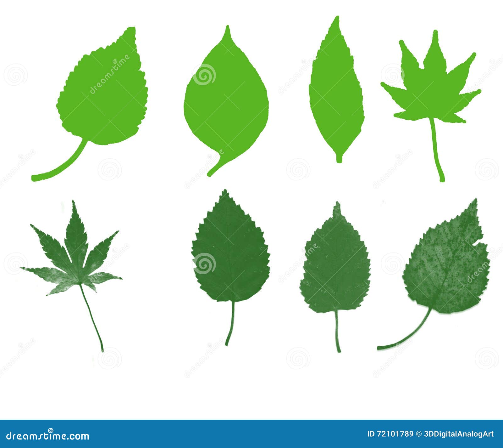 Eight Green Leaves stock vector. Illustration of shape - 72101789