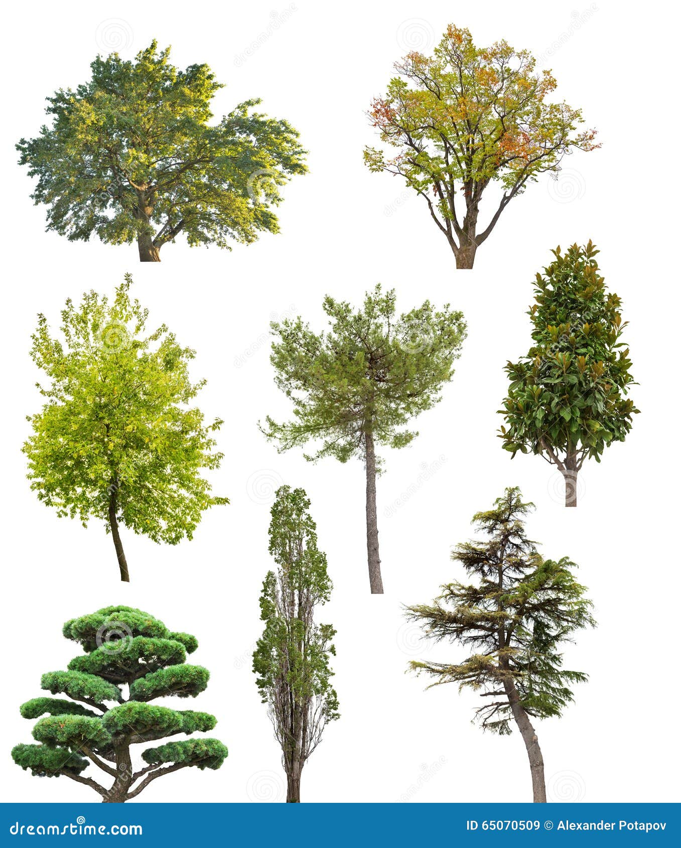 Eight Isolated Trees Collection Stock Image - Image of isolated, bonsai ...