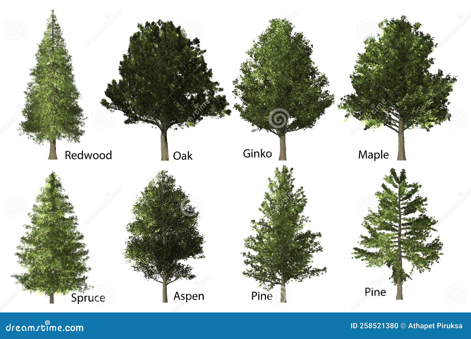 Eight Kinds of Temperate Forest Trees on White Background Stock ...