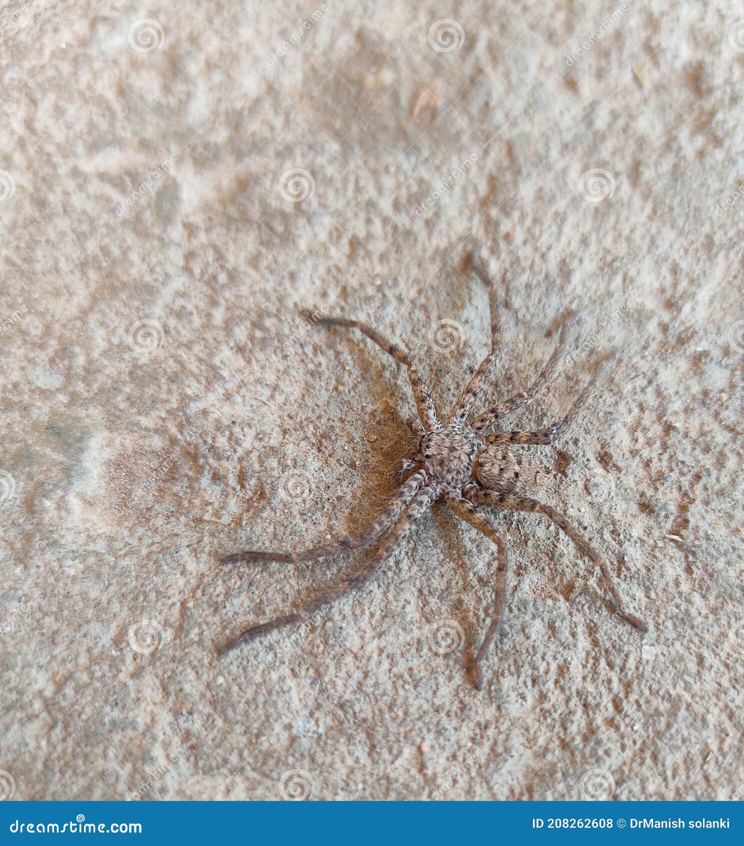 Eight Legged Spider on the Concrete Floor Stock Photo - Image of eight ...