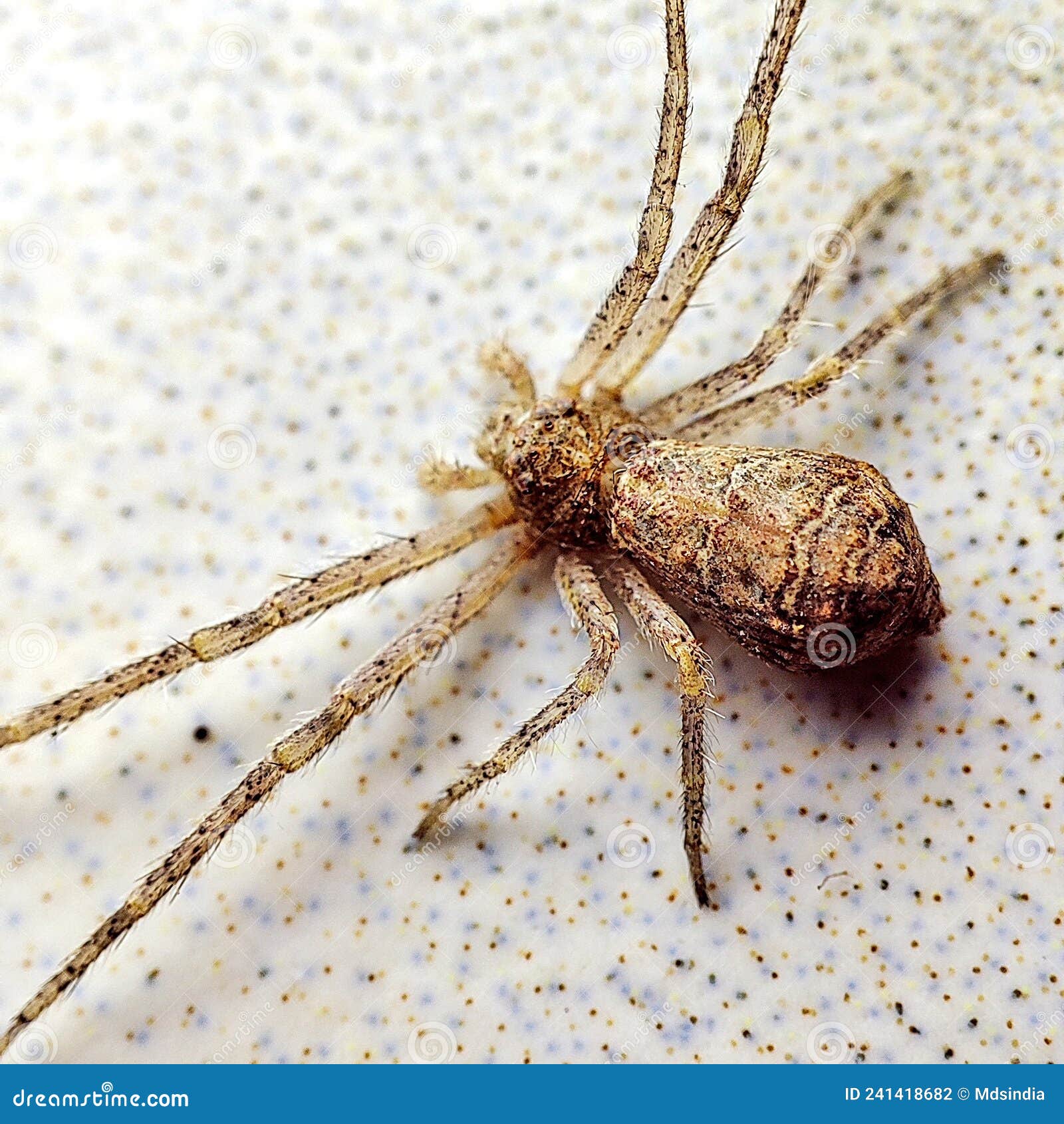 Eight Legs Spider stock photo. Image of sitting, eight - 241418682