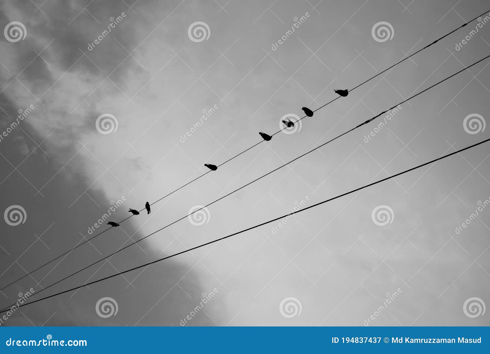 Eight Pigeons or Birds Perched on the Electric Wire Stock Image - Image ... Eight Pigeons or Birds Perched on the Electric Wire Stock Image - Image ...