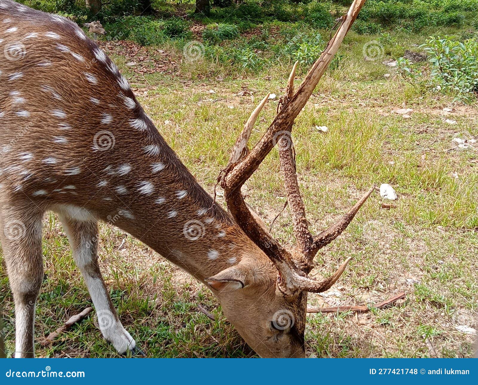 Eight-pronged stag antlers stock photo. Image of wildlife - 277421748