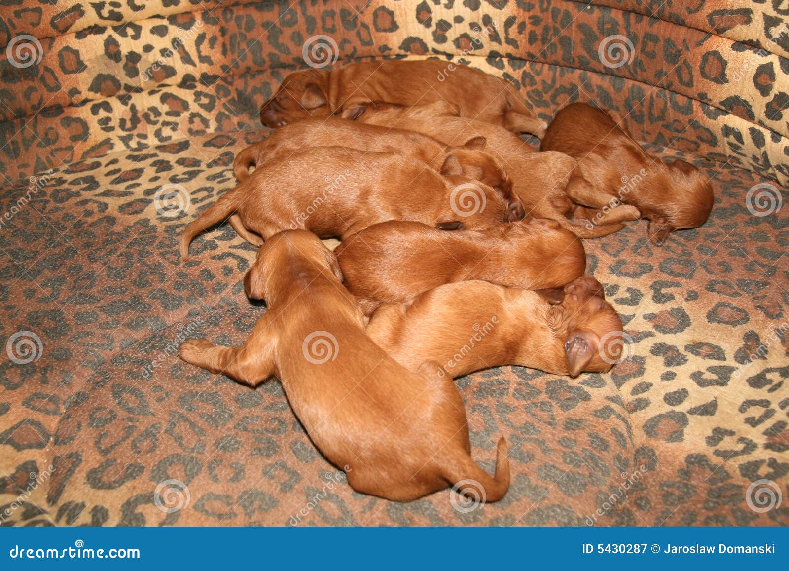 Eight Puppies Picture. Image: 5430287