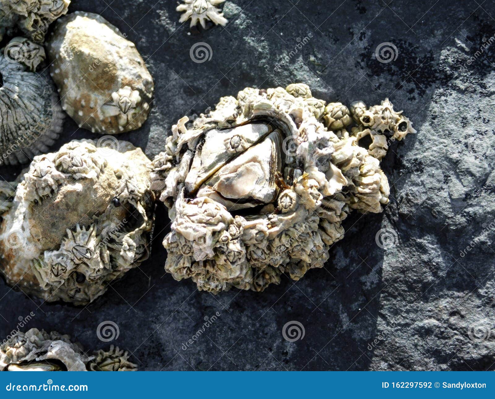 Eight-shell Barnacle stock photo. Image of marine, rock - 162297592
