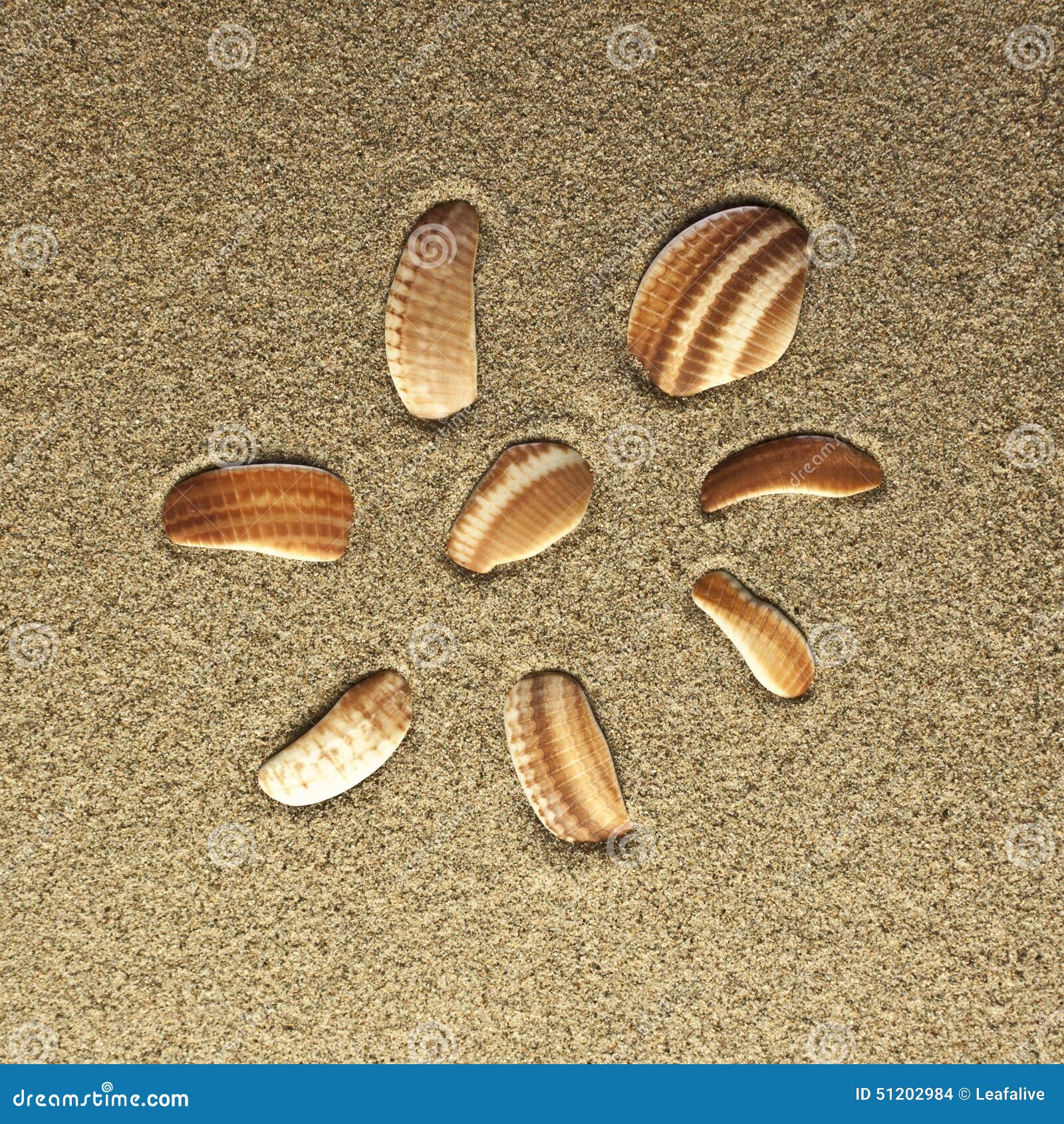 Eight shells in the sand stock photo. Image of asia, garden - 51202984