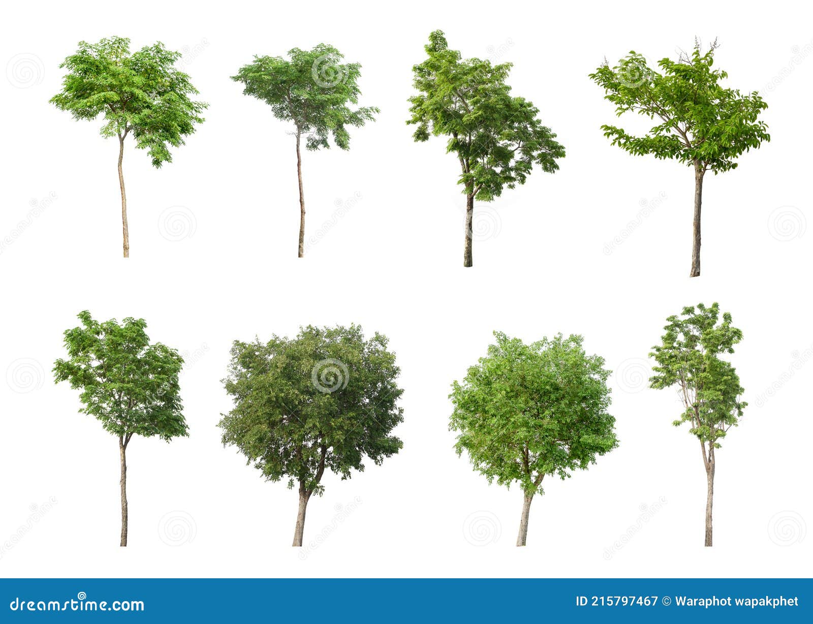Eight Tree on a White Background, a Collection of Trees,cutting Paths ...