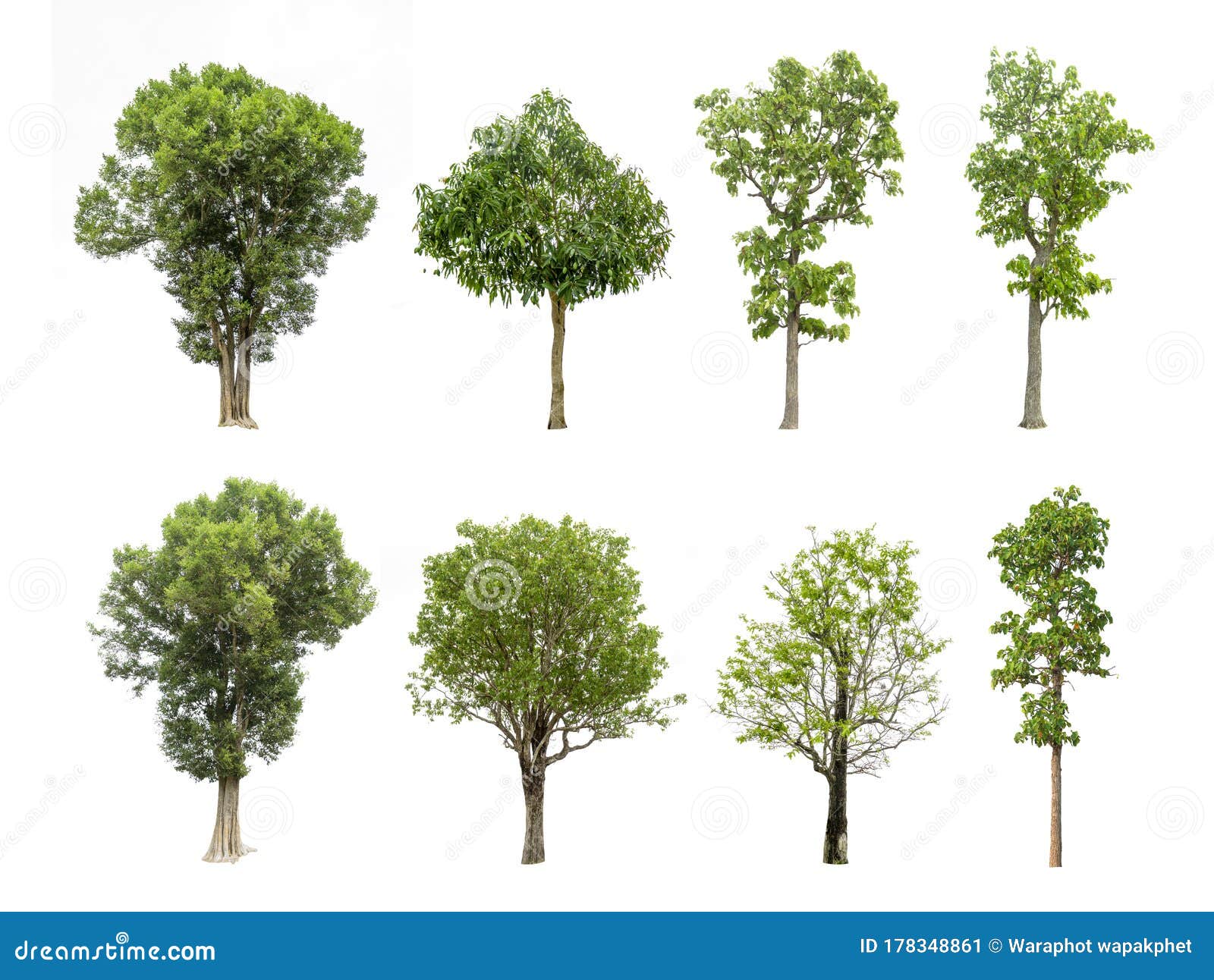 Eight Trees on a Isolated White Background Stock Image - Image of field ...