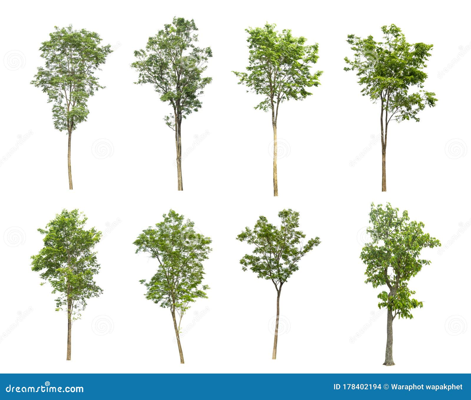 Eight Trees on a Isolated White Background Stock Photo - Image of leaf ...