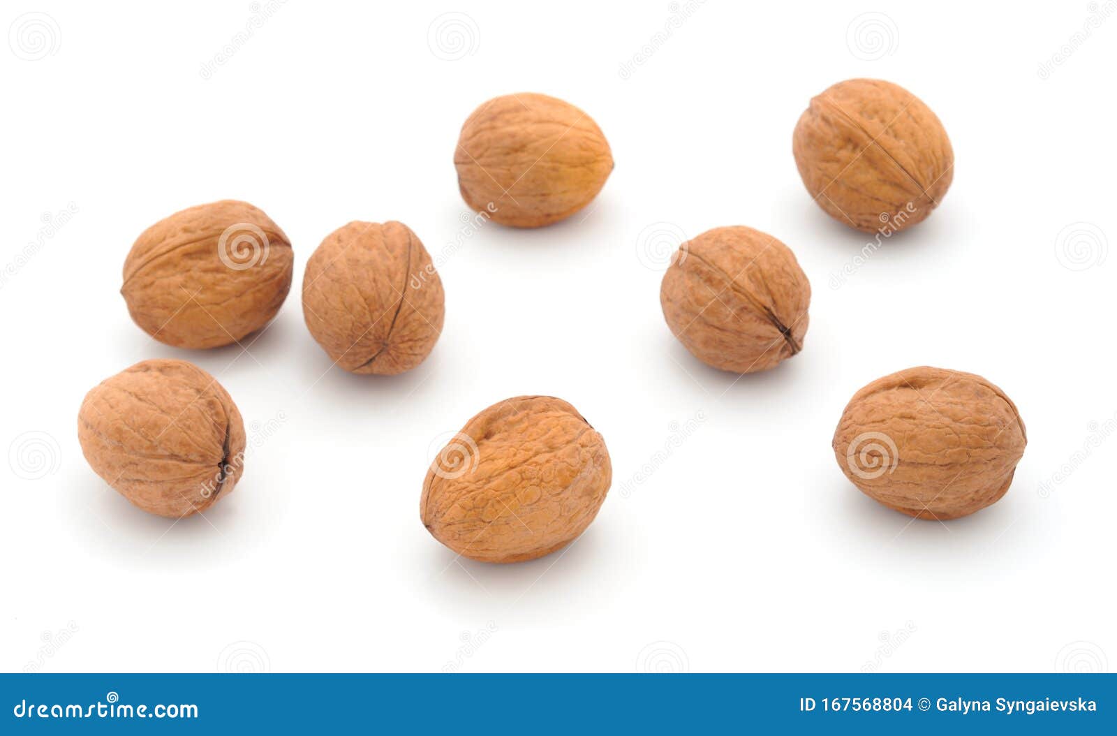 Eight Walnuts Isolated on a White Stock Photo - Image of macro ...