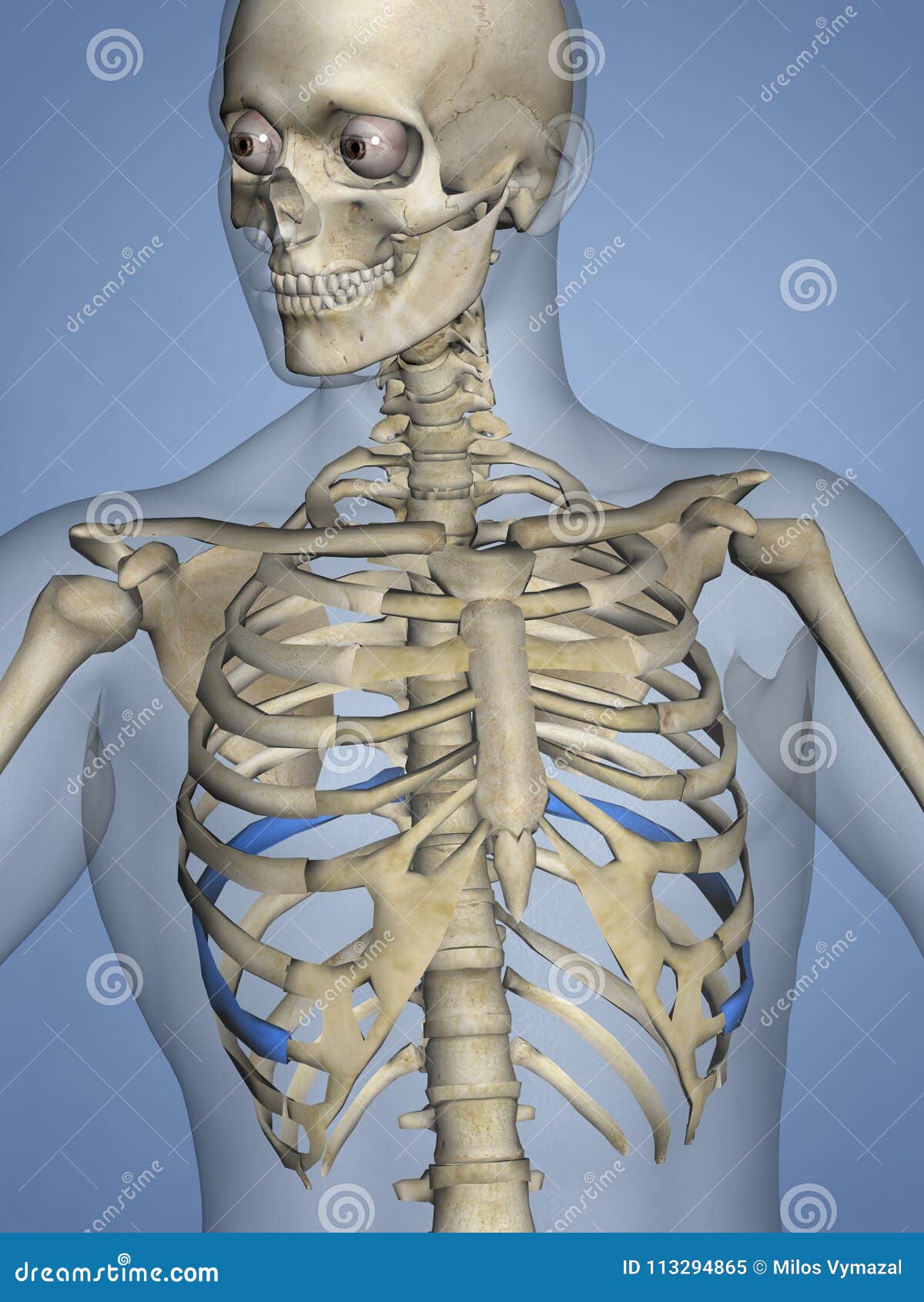 Eighth Rib, Rib Cage, 3D Model Stock Illustration - Illustration of ...