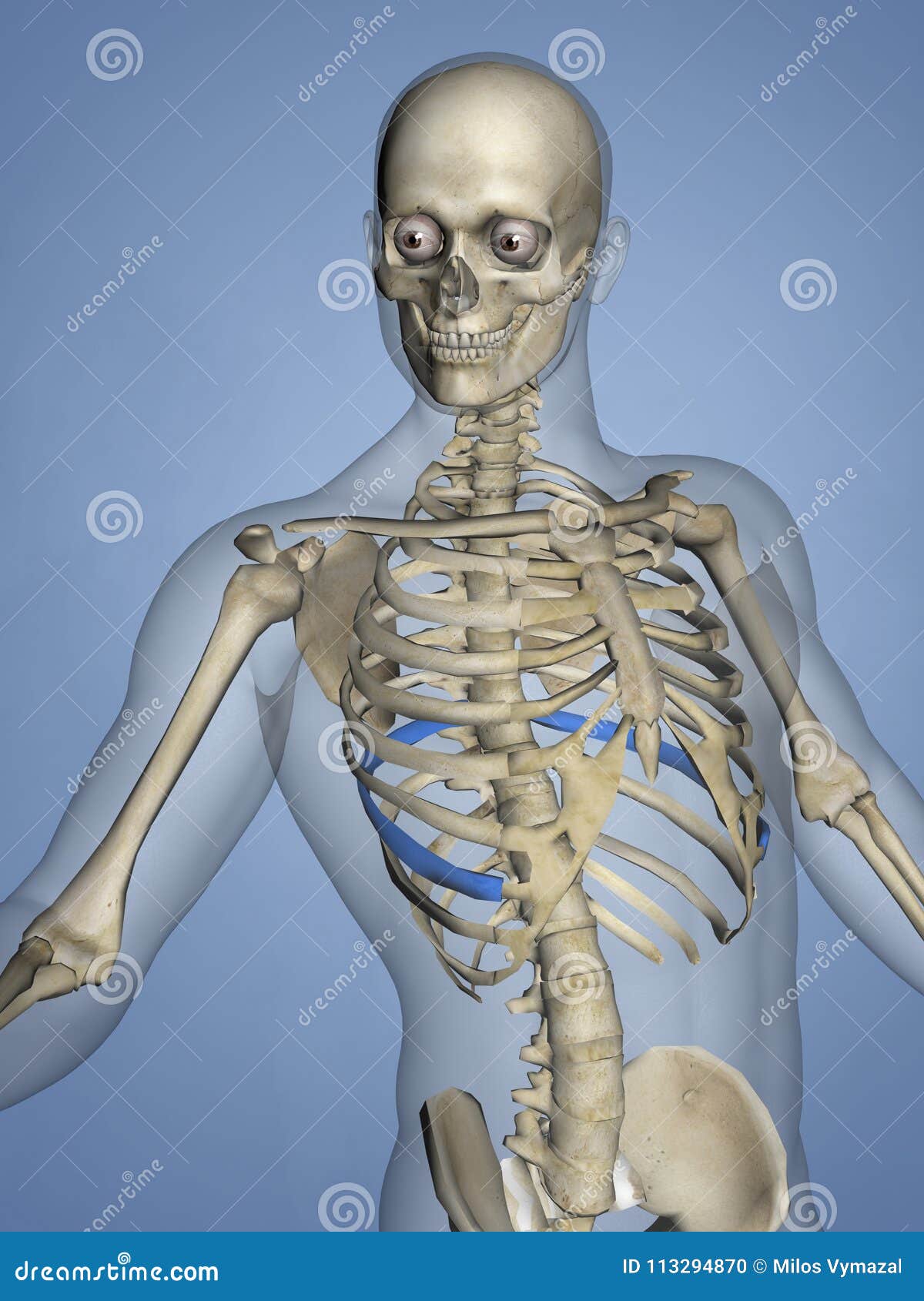 Eighth Rib, Rib Cage, 3D Model Stock Illustration - Illustration of ...