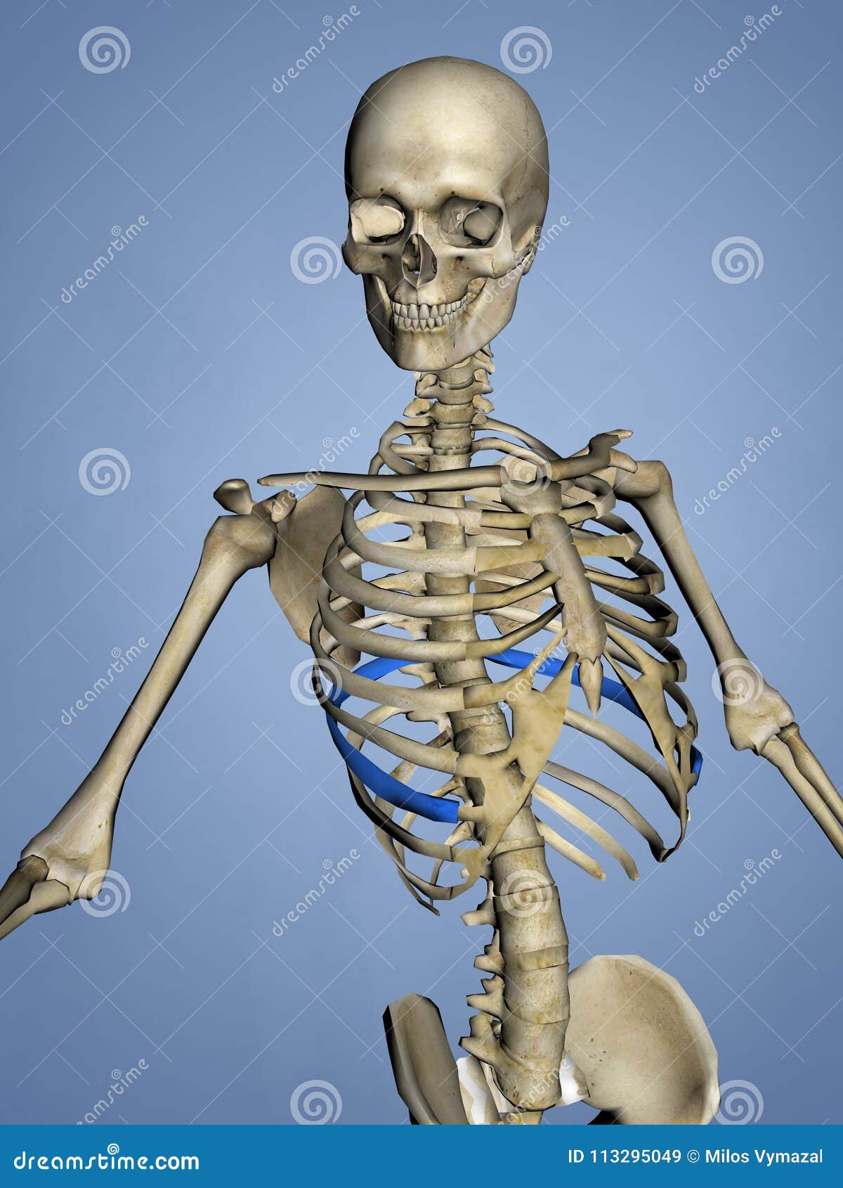 Eighth Rib, Rib Cage, 3D Model Stock Illustration - Illustration of ...