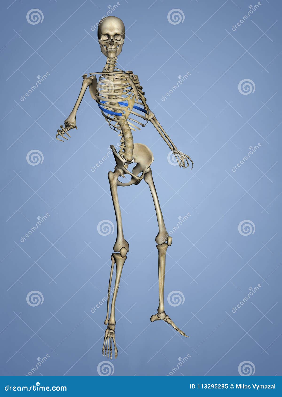 Eighth Rib, Rib Cage, 3D Model Stock Illustration - Illustration of ...