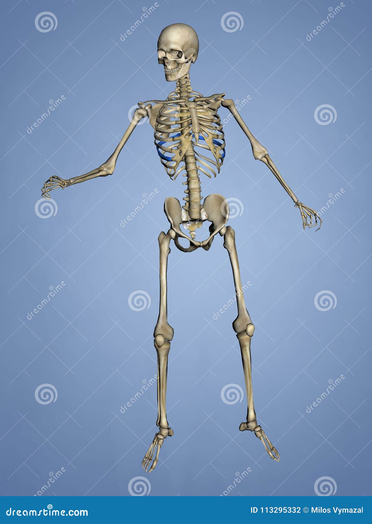 Eighth Rib, Rib Cage, 3D Model Stock Illustration - Illustration of ...