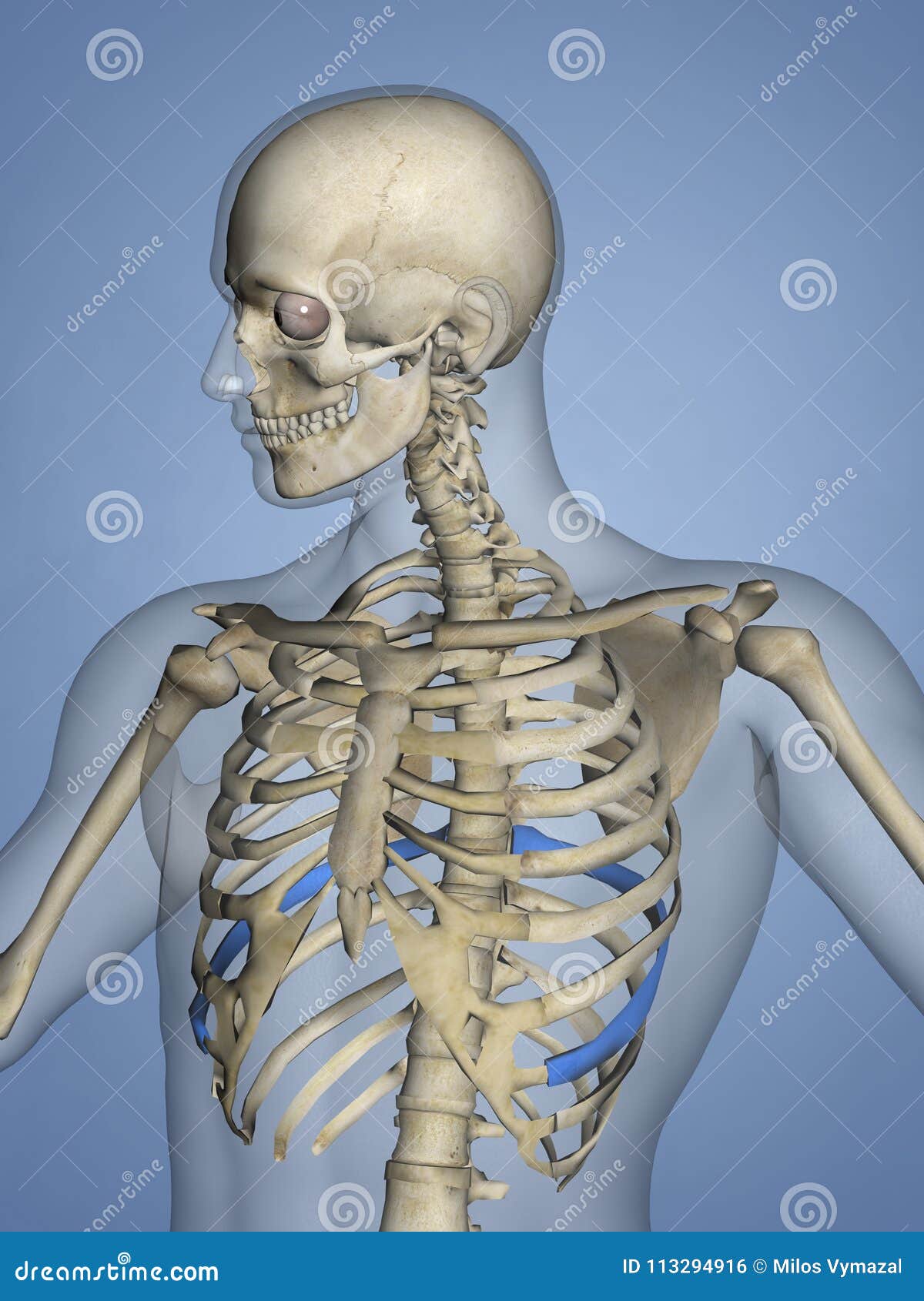 Eighth Rib, Rib Cage, 3D Model Stock Illustration - Illustration of ...