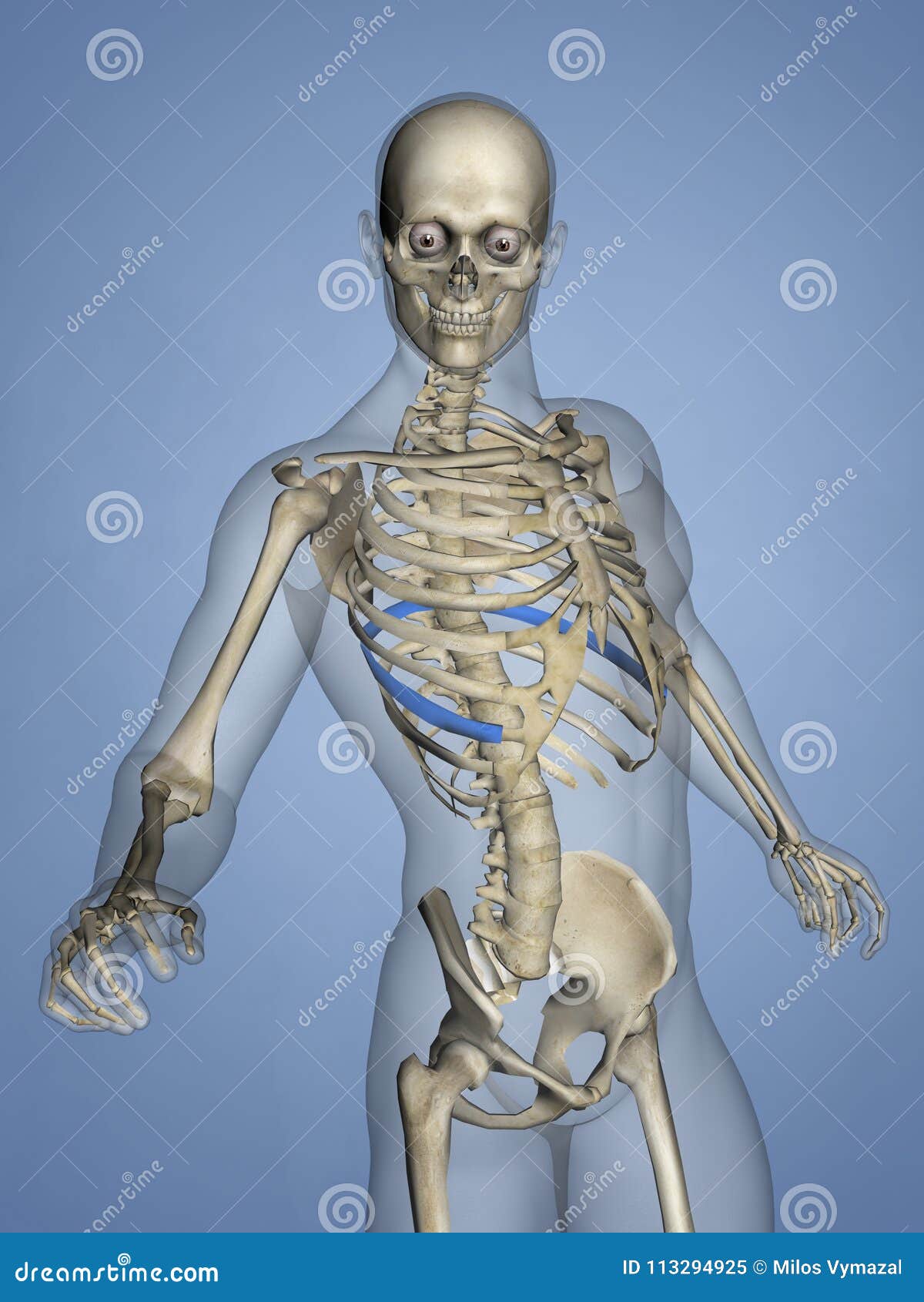 Eighth Rib, Rib Cage, 3D Model Stock Illustration - Illustration of ...