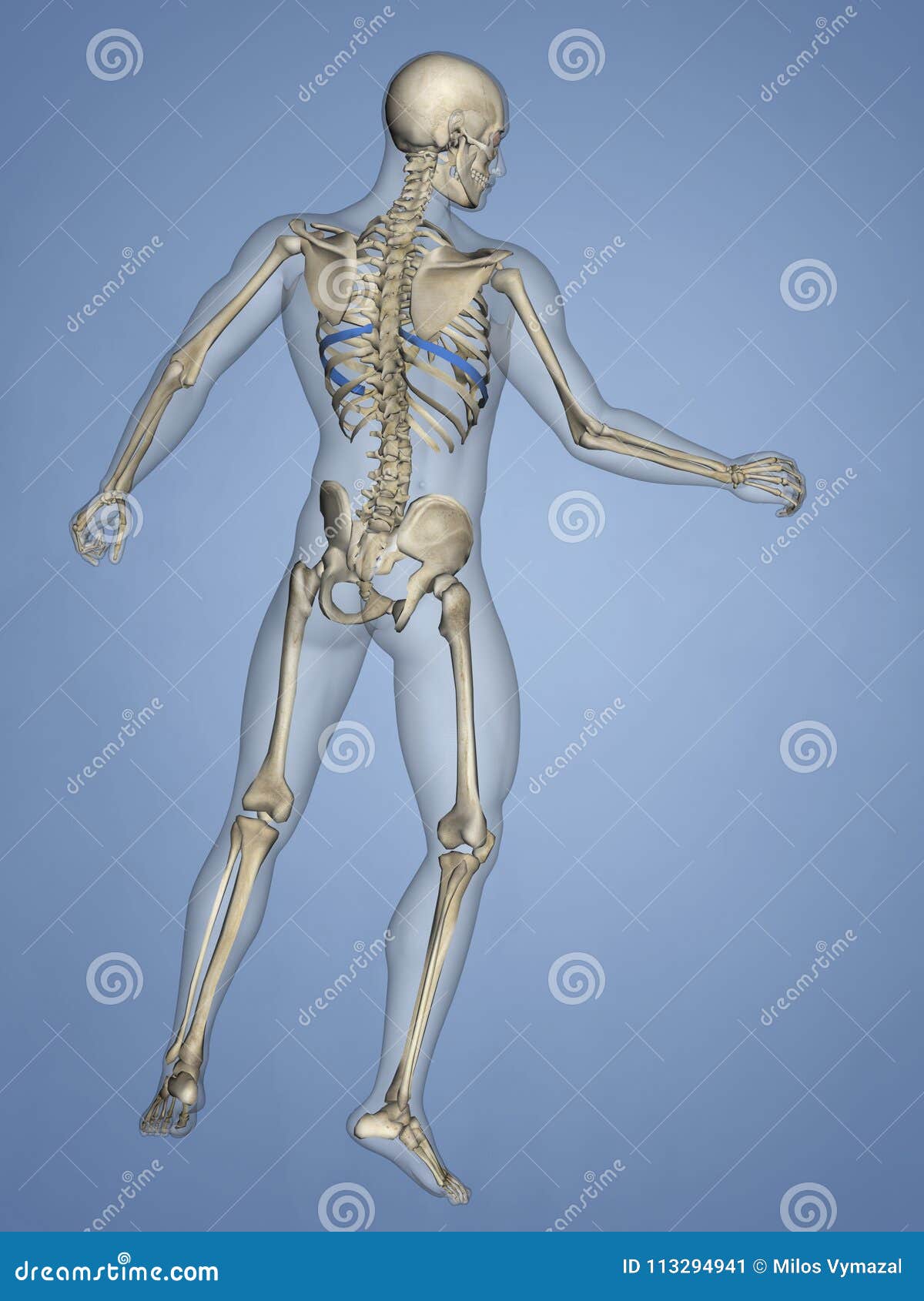 Eighth Rib, Rib Cage, 3D Model Stock Illustration - Illustration of ...