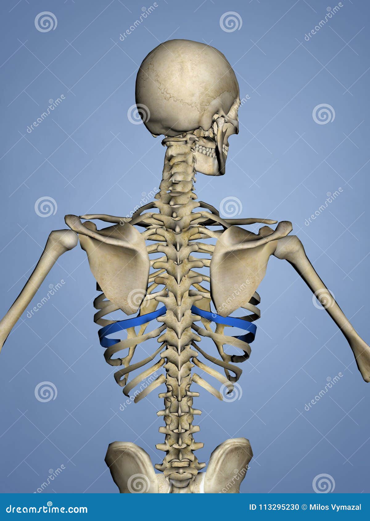 Eighth Rib, Rib Cage, 3D Model Stock Illustration - Illustration of ...