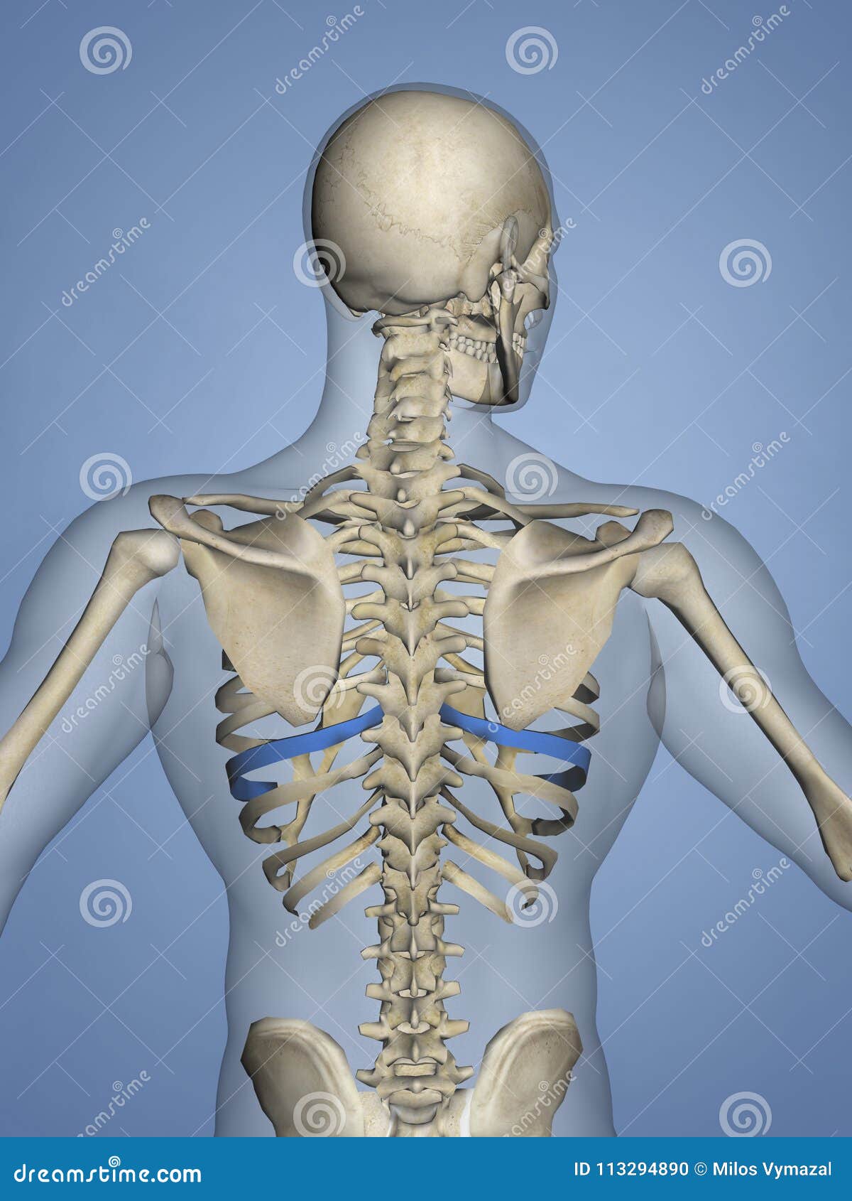 Eighth Rib, Rib Cage, 3D Model Stock Illustration - Illustration of ...