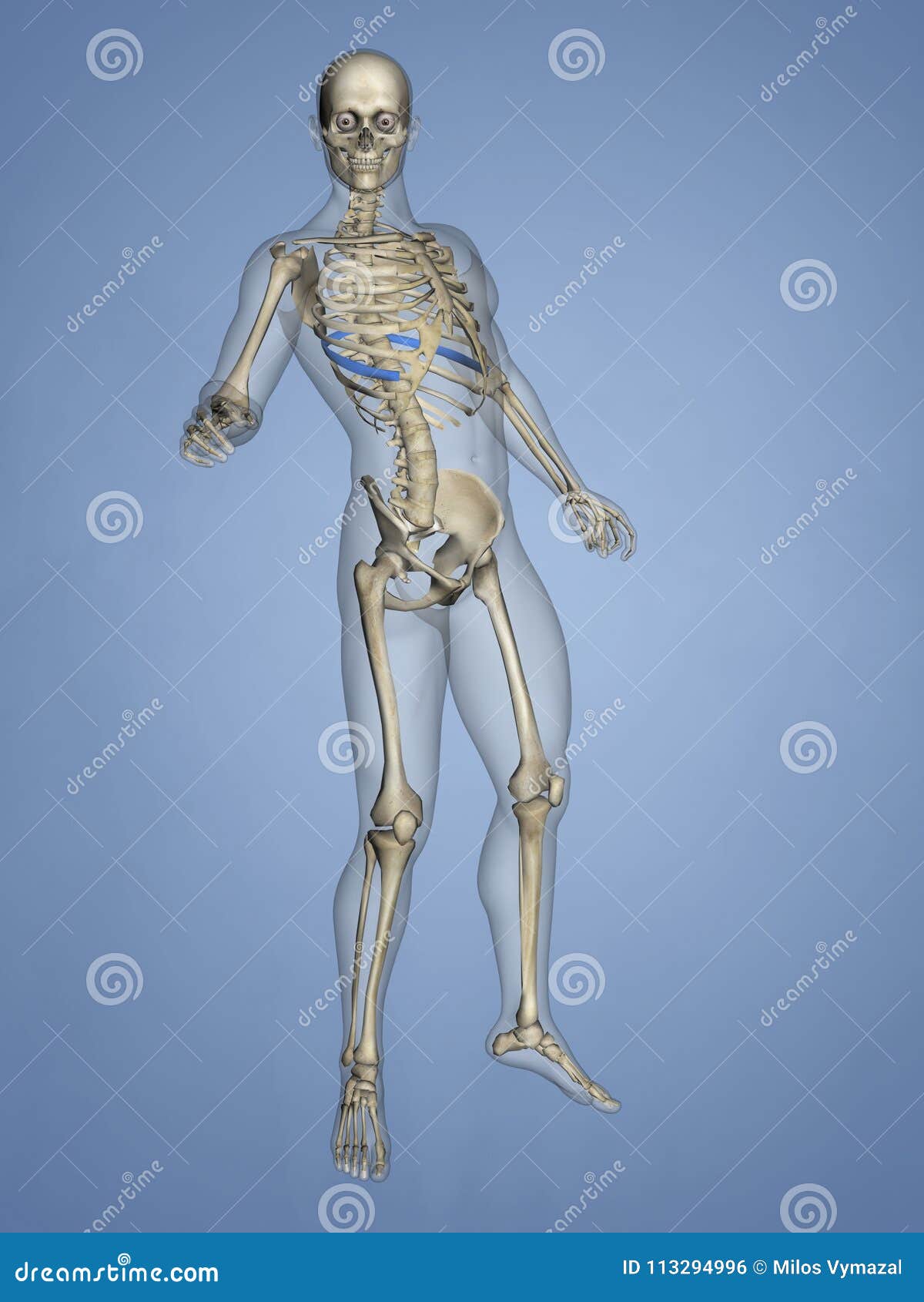 Eighth Rib, Rib Cage, 3D Model Stock Illustration - Illustration of ...