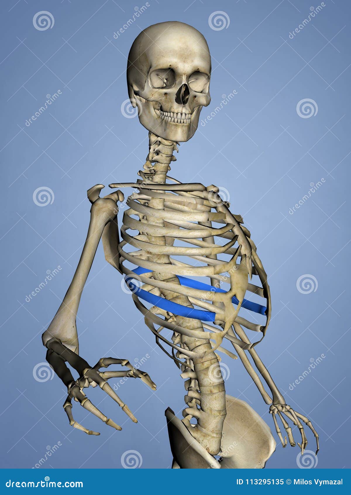 Eighth Rib, Rib Cage, 3D Model Stock Illustration - Illustration of ...