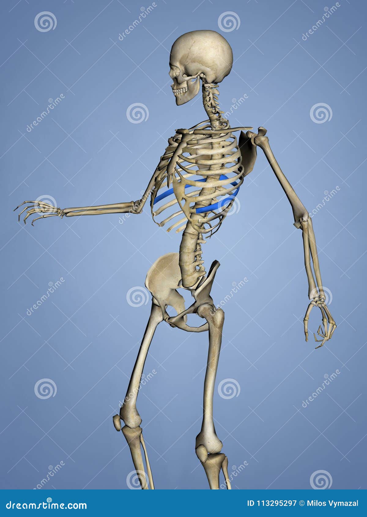 Eighth Rib, Rib Cage, 3D Model Stock Illustration - Illustration of ...