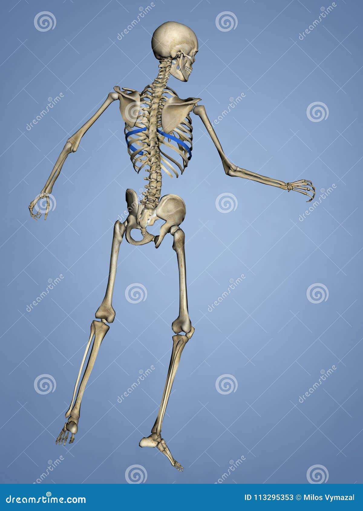 Eighth Rib, Rib Cage, 3D Model Stock Illustration - Illustration of ...