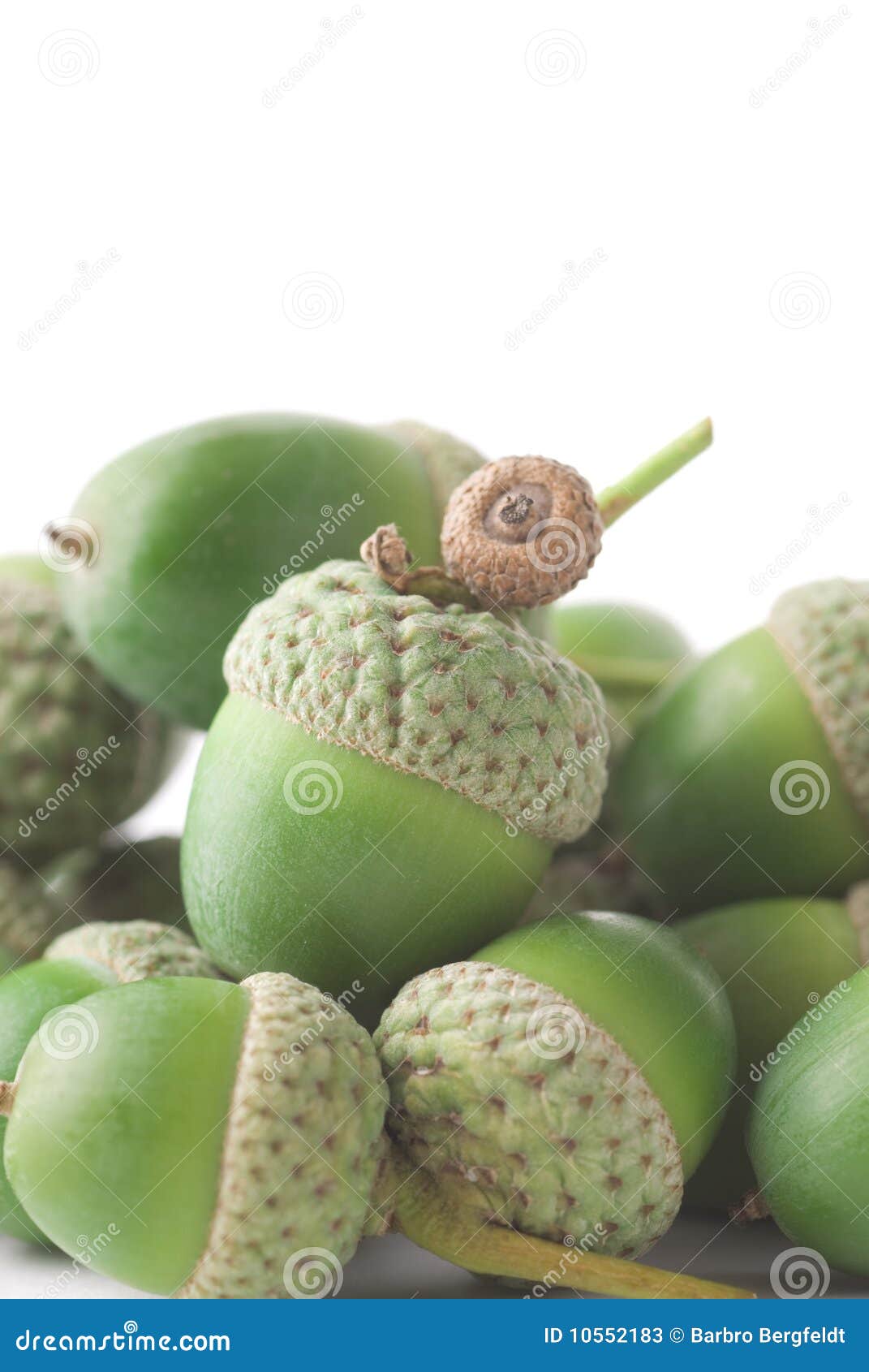 Eikel stock afbeelding. Image of niemand, stapel, eikel - 10552183