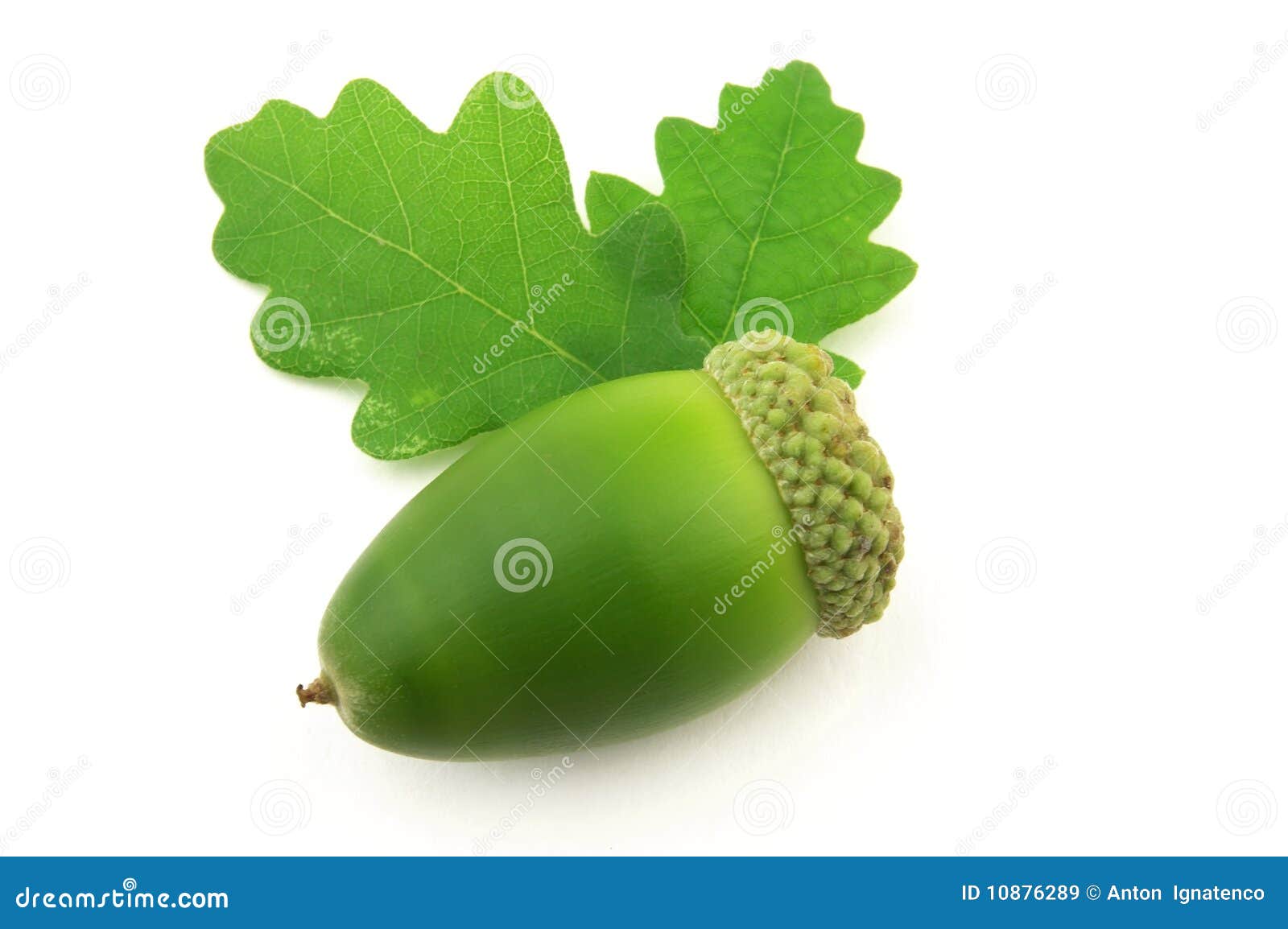 Eikel stock afbeelding. Image of naughty, bladeren, zaad - 10876289