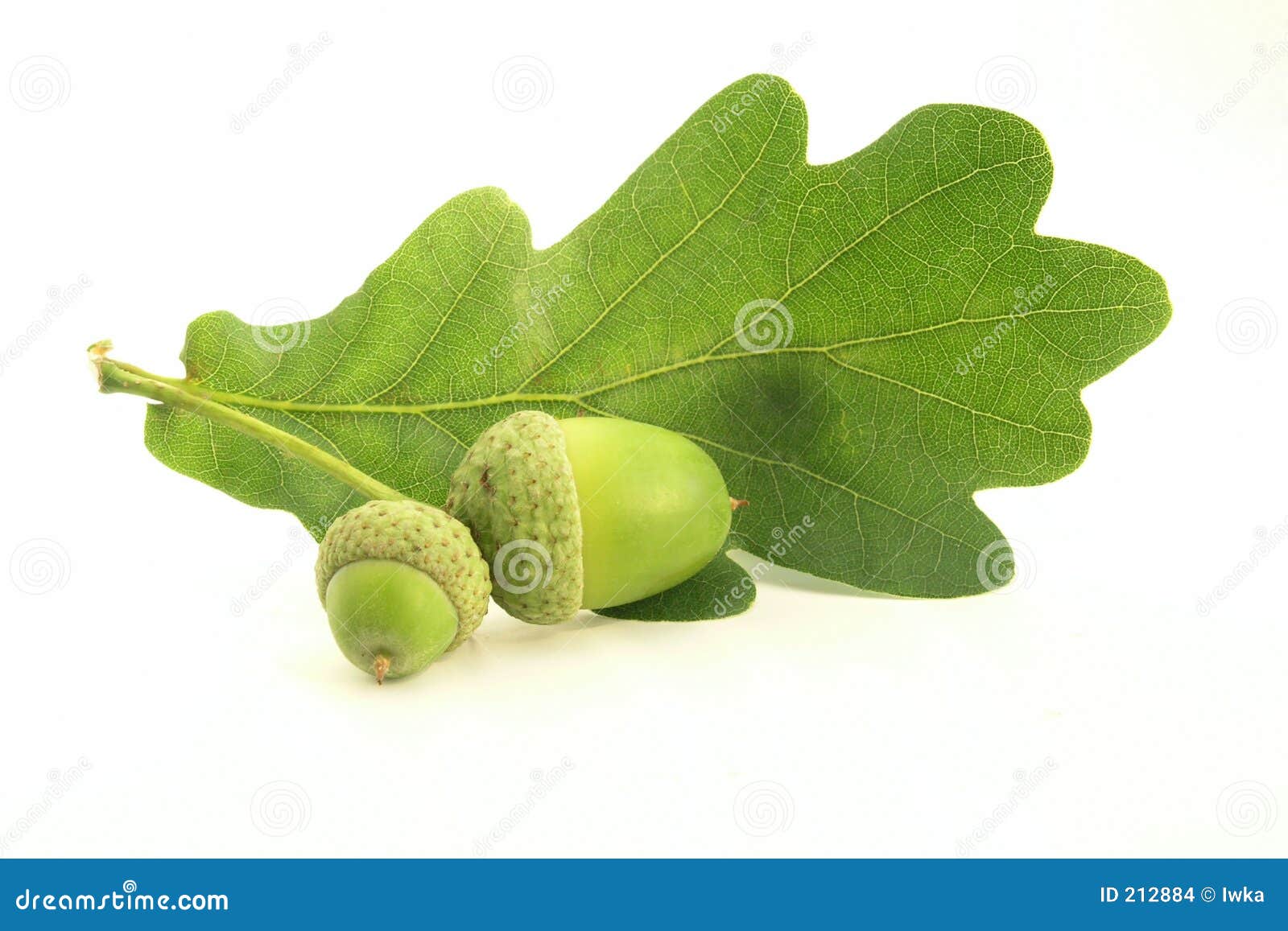 Eikel stock foto. Image of blad, zaad, begin, nave, eikels - 212884