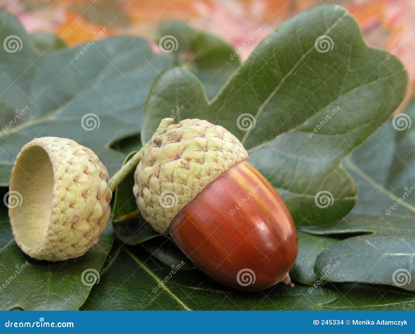 Eikel stock foto. Image of eikels, installaties, installatie - 245334