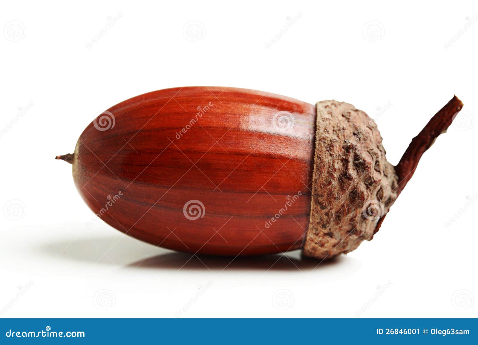 Eikel stock afbeelding. Image of zaad, enkelvoudig, vrucht - 26846001