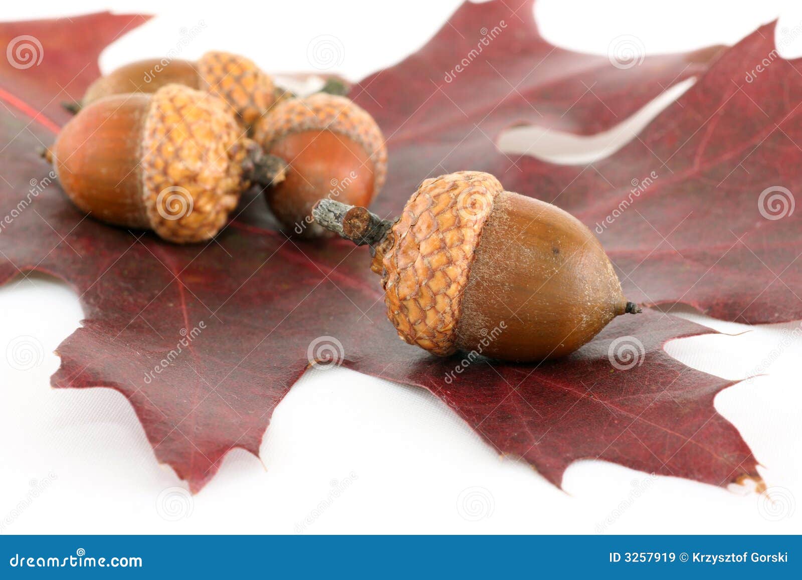 Eikel stock afbeelding. Image of najaar, versieren, plantkunde - 3257919