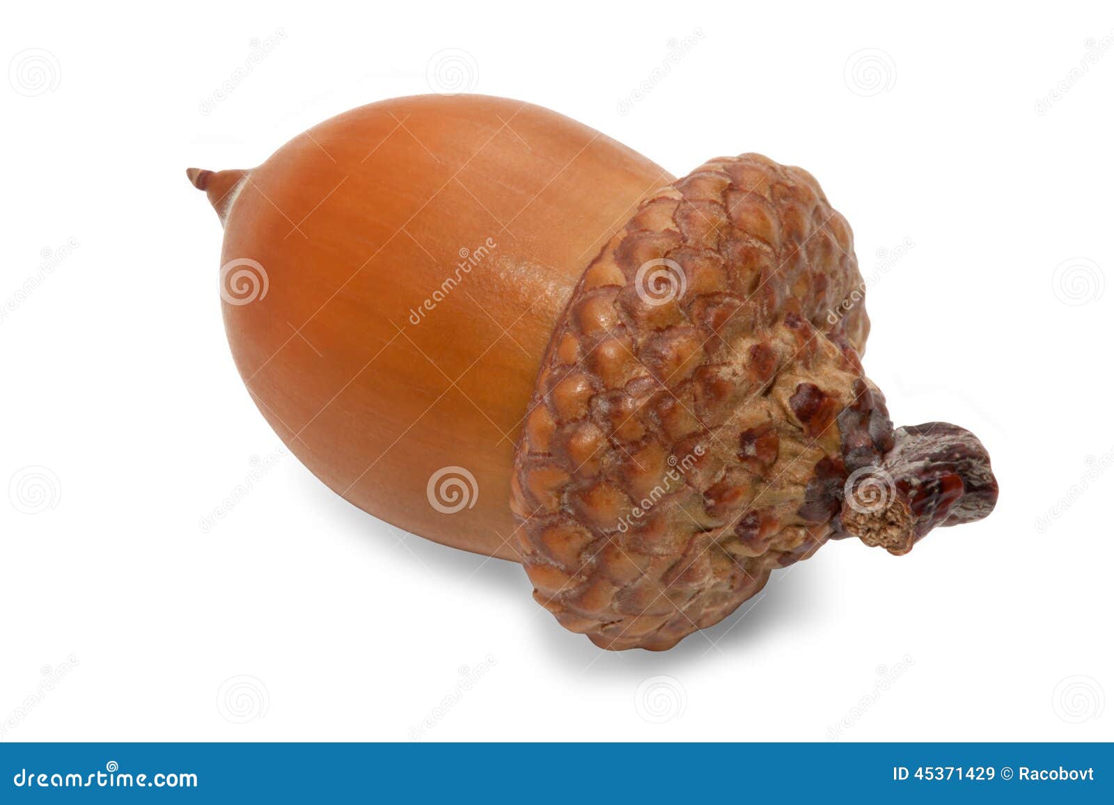 Eikel stock afbeelding. Image of geïsoleerd, installatie - 45371429