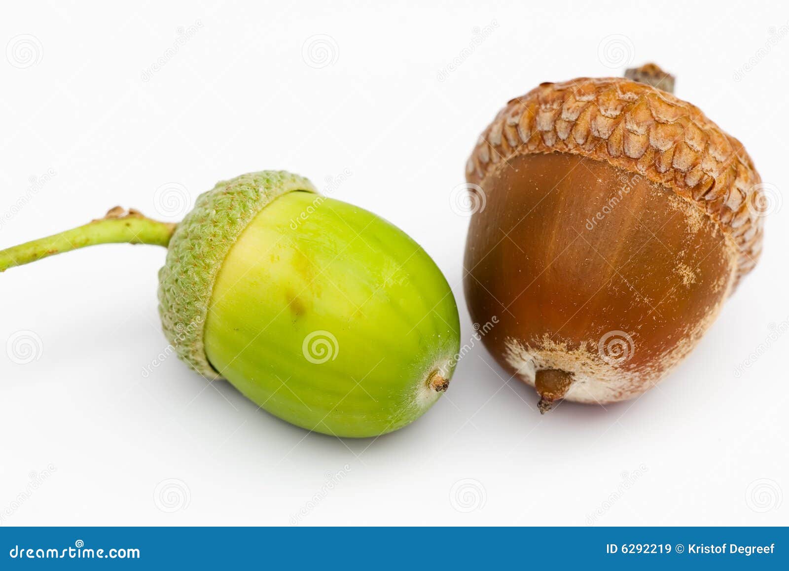 Eikel stock afbeelding. Image of najaar, eikel, organisch - 6292219