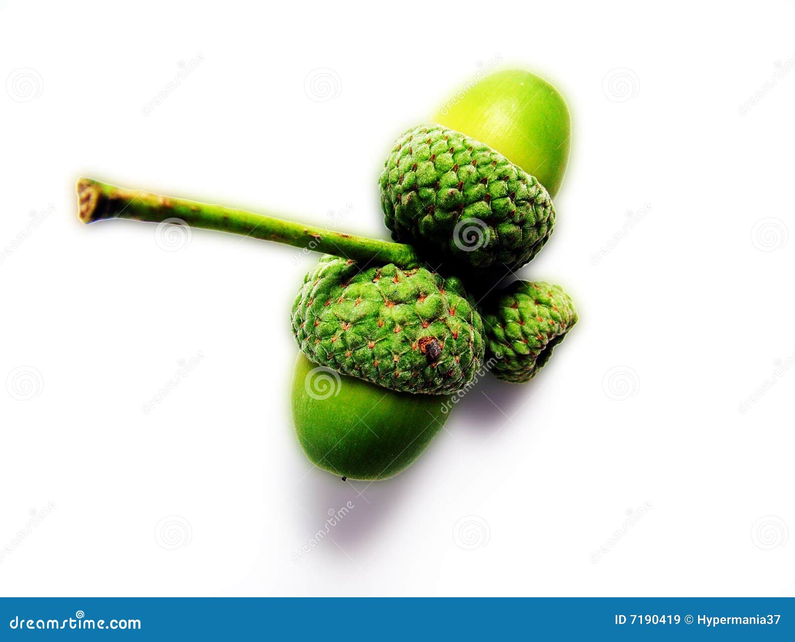 Eikel stock afbeelding. Image of hout, oogst, naughty - 7190419