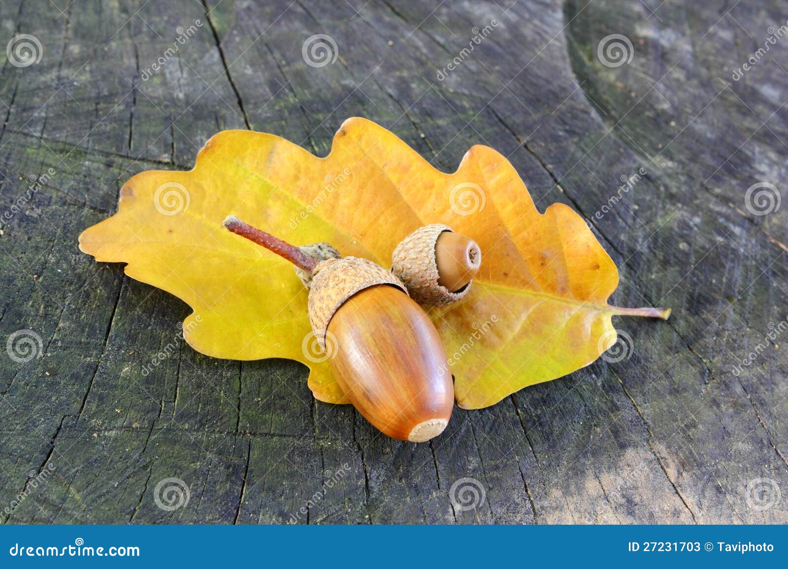 Eikel in de herfst stock afbeelding. Image of herfst - 27231703