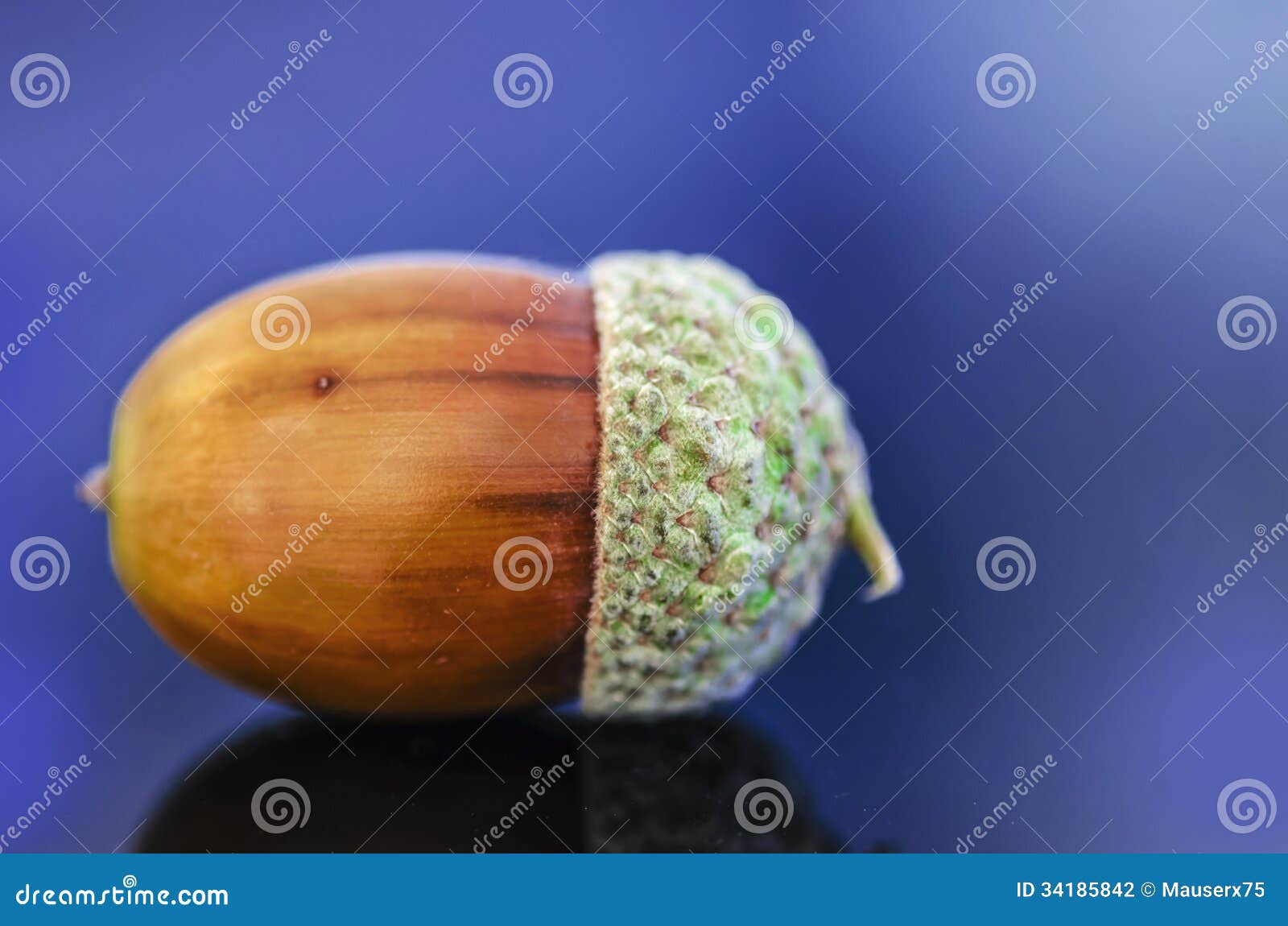 Eikel Eiken Noot stock foto. Image of voedsel, park, eikel - 34185842