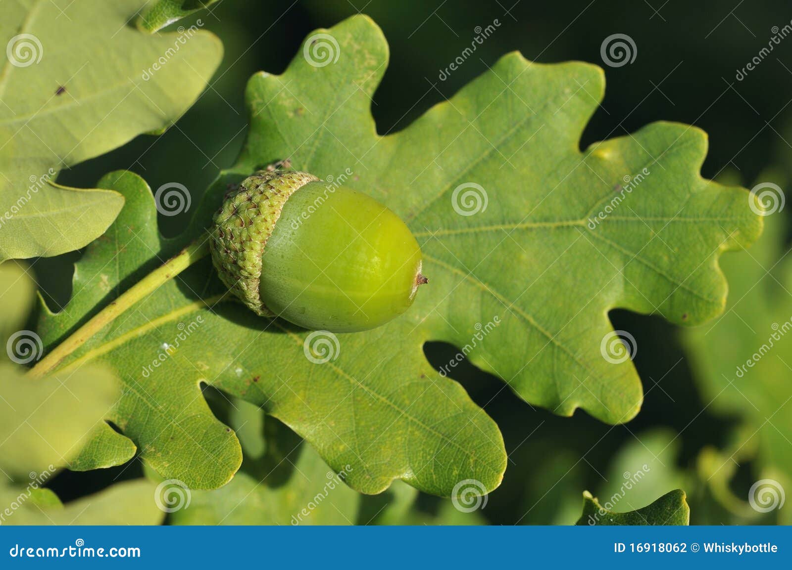 Eikel en blad stock foto. Image of landschap, groen, engels - 16918062