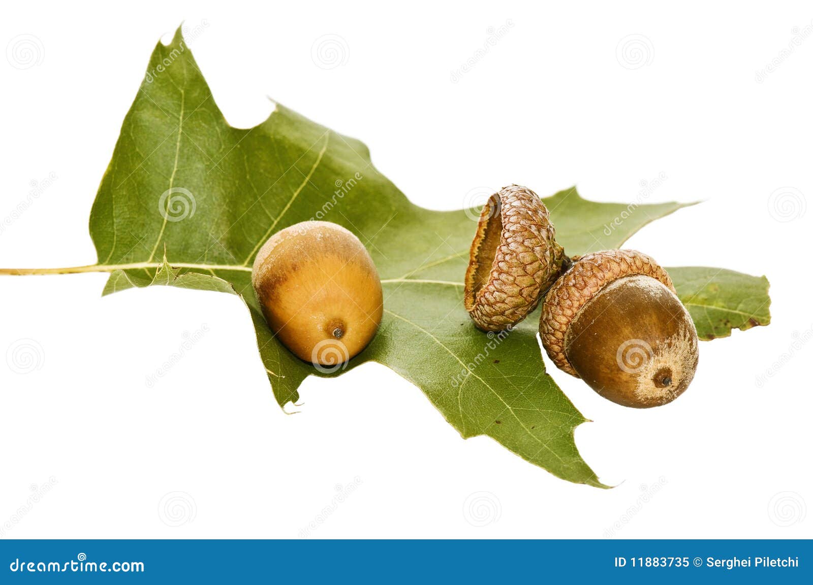 Eikel en blad van eik. stock afbeelding. Image of geïsoleerd - 11883735
