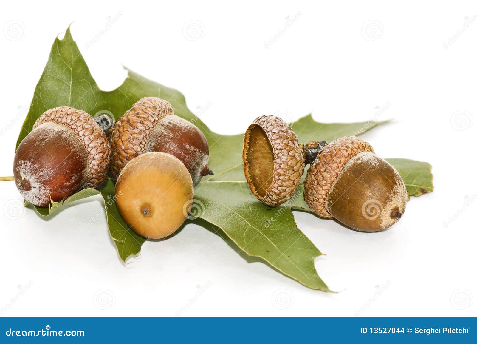 Eikel en blad van eik. stock foto. Image of zaailing - 13527044