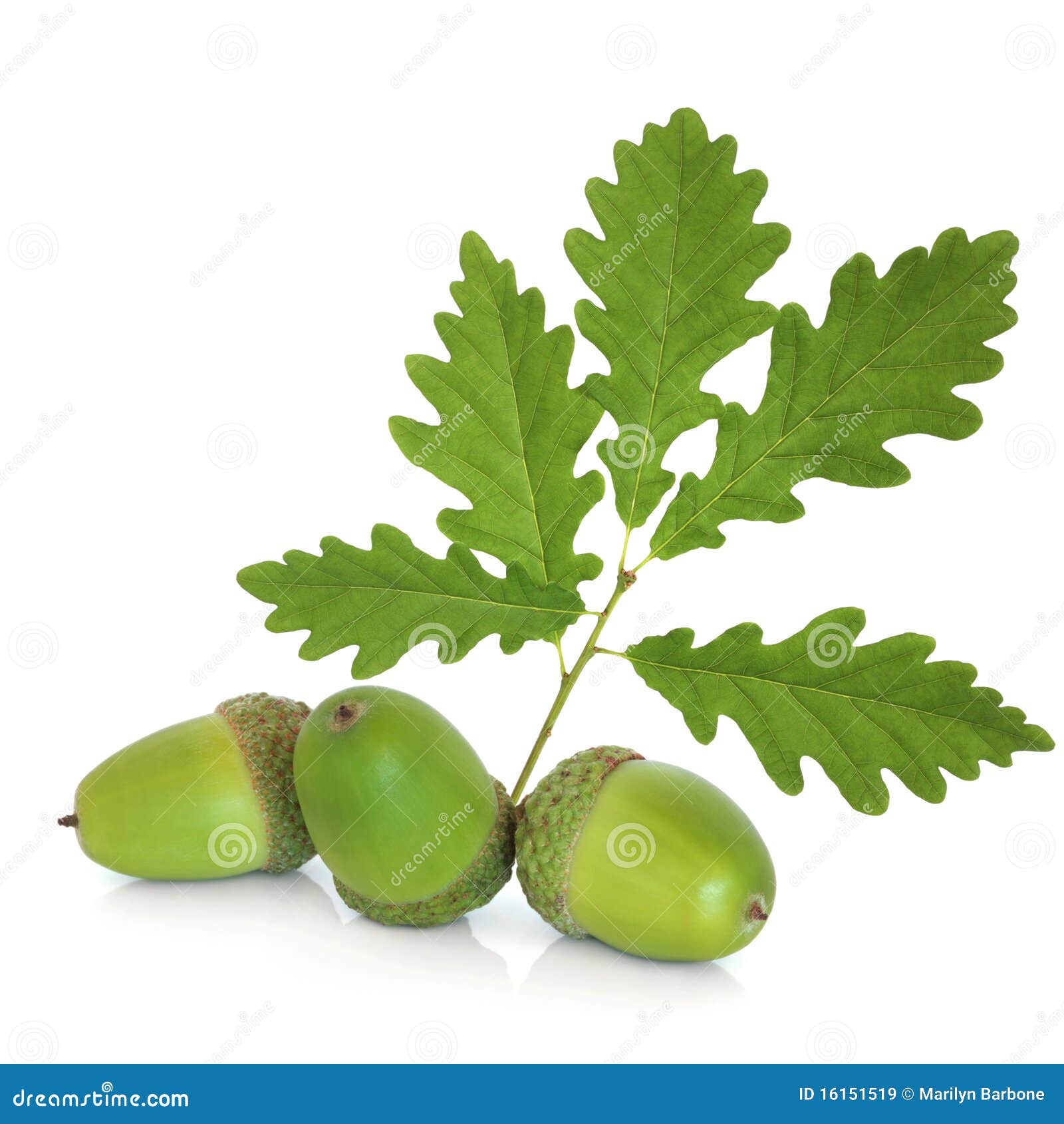 Eikel En De Eiken Twijg Van Het Blad Stock Afbeelding - Image of zaad ...